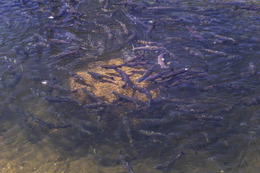 CDFW is Partnering on Experimental Programs to Aid Listed Chinook ...